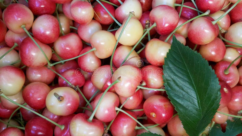 The Red-and-white Cherry, Recently Collected Fresh Cherry, a Beautiful ...