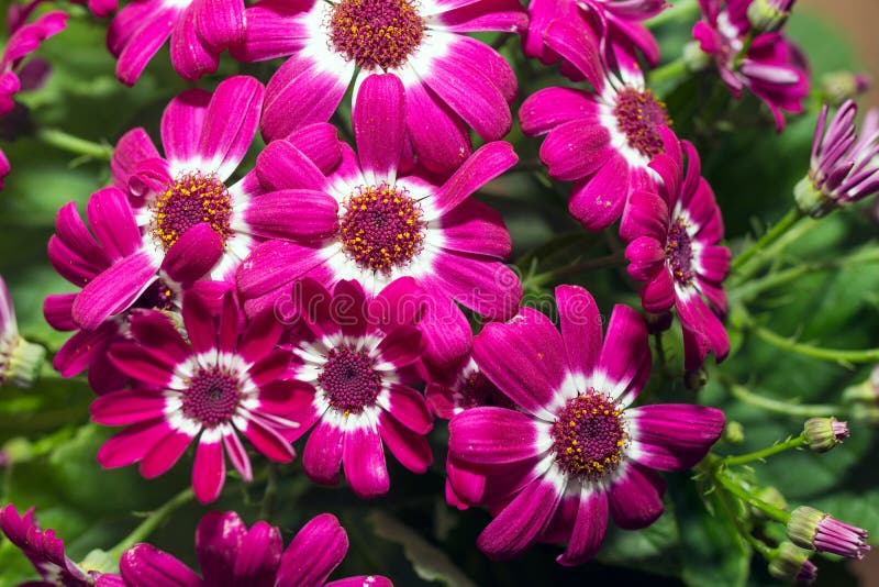 Cineraria flowers - Blue stock photo. Image of aster - 98804662