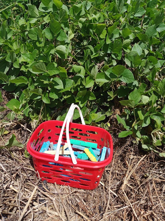 Red and White Clothes Pin Basket Stock Image - Image of handles, spring ...