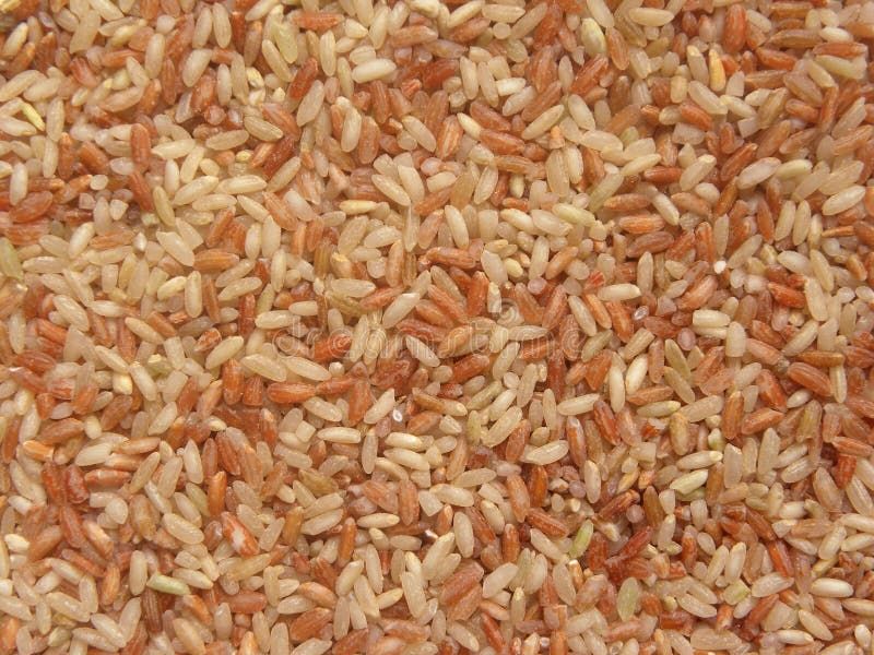Rajamudi rice stock photo. Image of indian, fibre, ingredient - 191062956