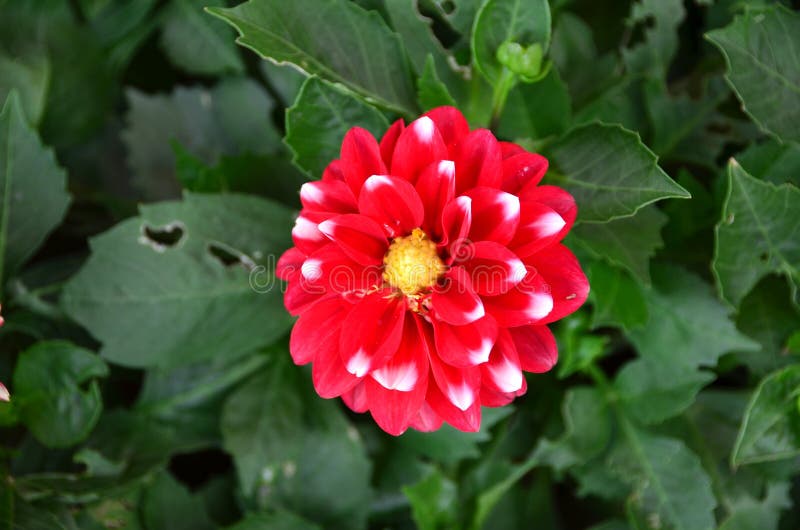 RED GARBERA stock photo. Image of beauty, gerbera, head - 99573914