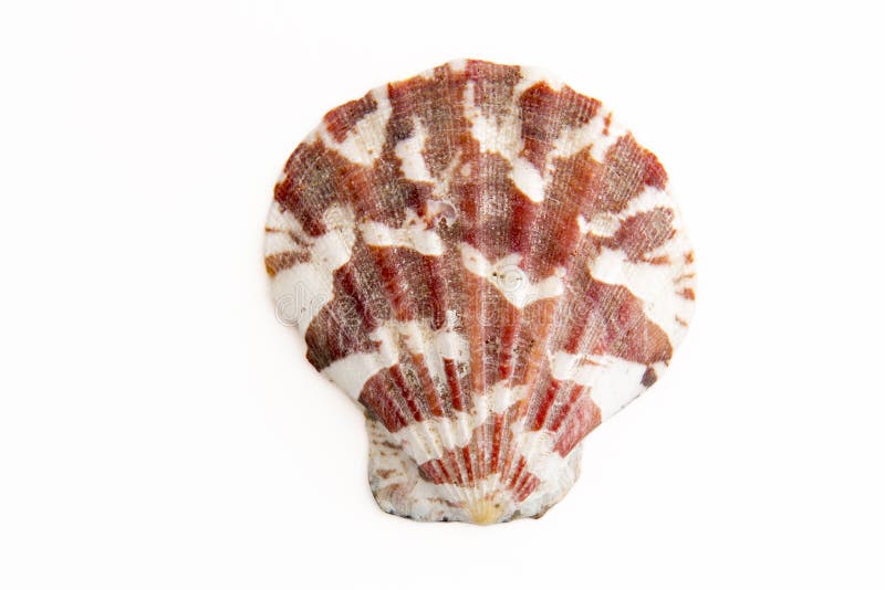 Colored Sea Shell Standing in the Golden Beach Sand, Close Up Stock ...