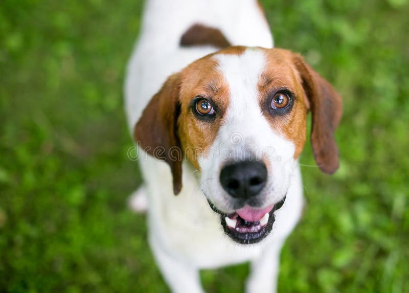 American Foxhound Is A Mixed Breed