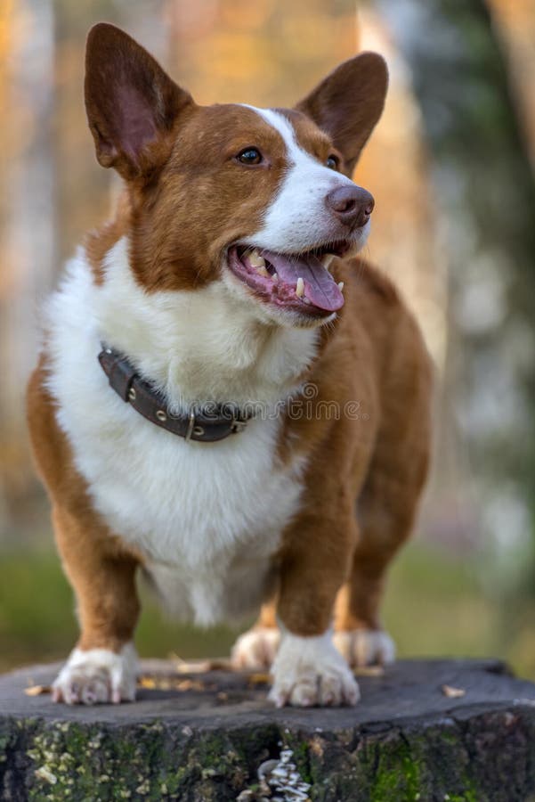 Red and White Corgi in the Autumn Forest Stock Image - Image of nature ...