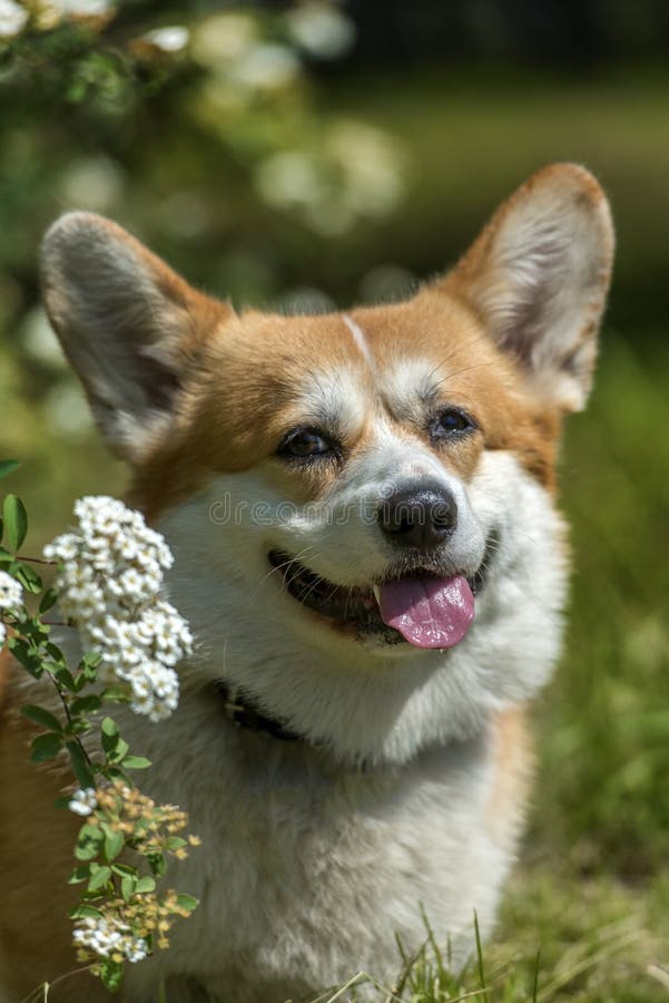 Red and White Corgi at a Flowering Bush Stock Photo - Image of morning ...