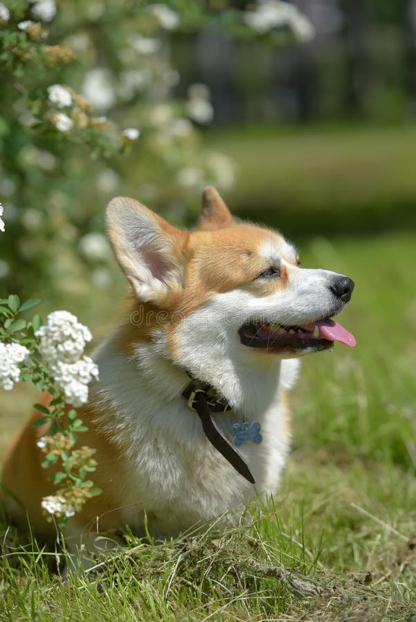 Red and White Corgi at a Flowering Bush Stock Photo - Image of evening ...