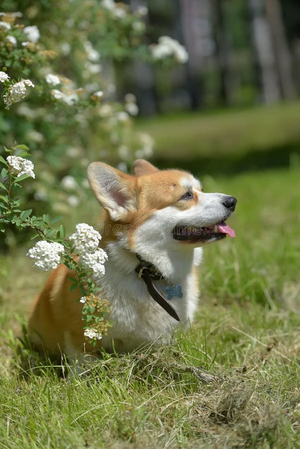 Red and White Corgi at a Flowering Bush Stock Image - Image of bloom ...