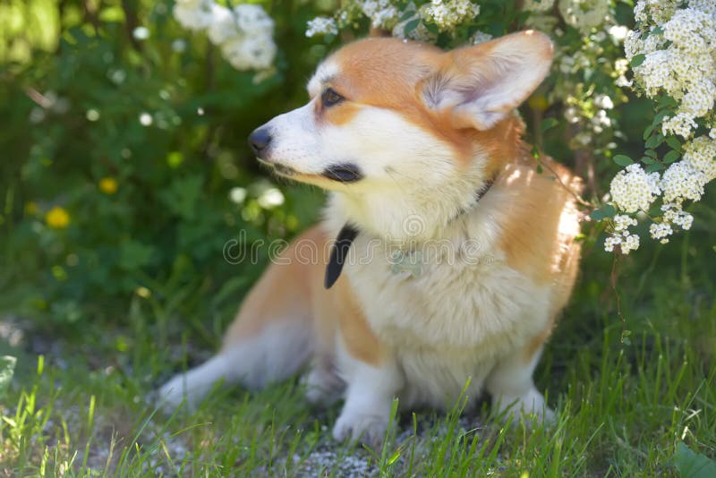 Red and White Corgi at a Flowering Bush Stock Image - Image of corgi ...