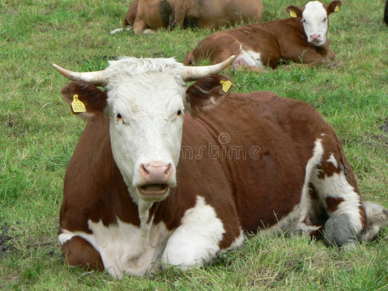 Red And White Cow 2 Picture. Image: 91785452