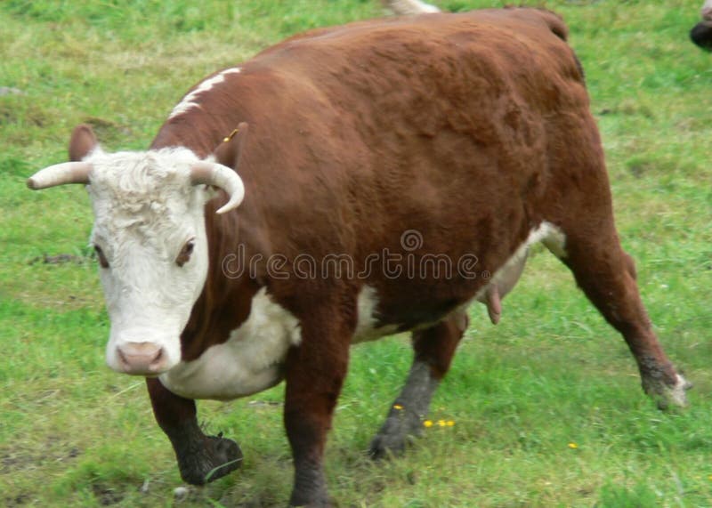 Red And White Cow Picture. Image: 91785481