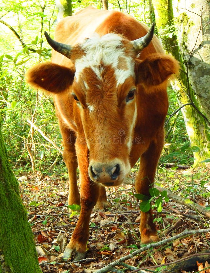 Red and White Cow Walking in the Forest Stock Image - Image of nature ...