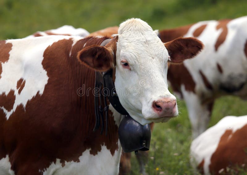 Red and White Cow Grazing in the Meadow Stock Image - Image of trentino ...