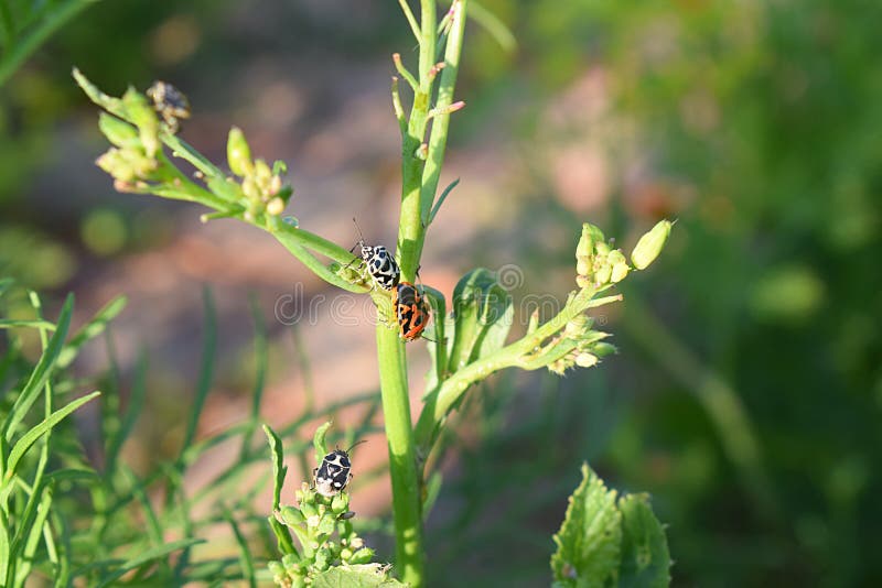Red and White Cruciferous Bugs Stock Image - Image of environment ...