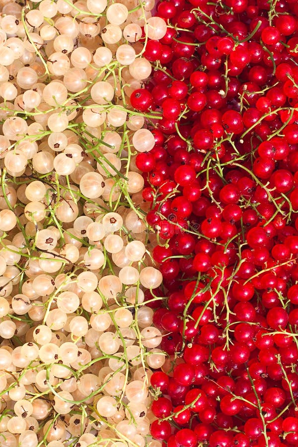 Red-white currants. stock photo. Image of eating, freshness - 22781398