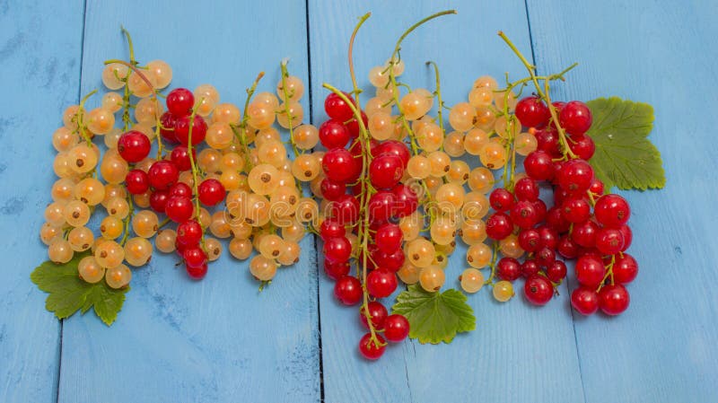 Red and White Currants on a Blue Board Stock Image - Image of fruit ...