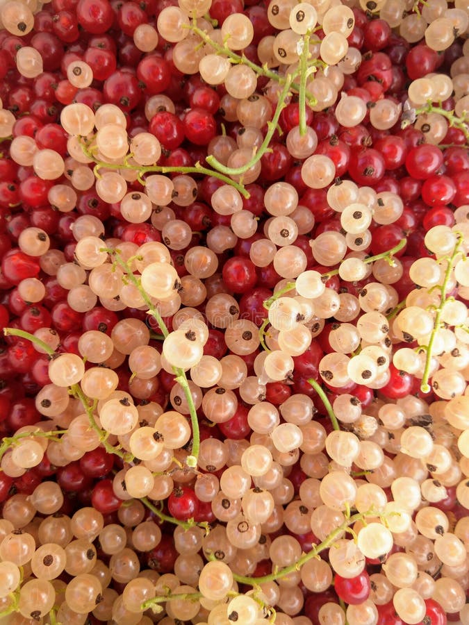 Red and white currants stock image. Image of juice, rubrum - 192980781