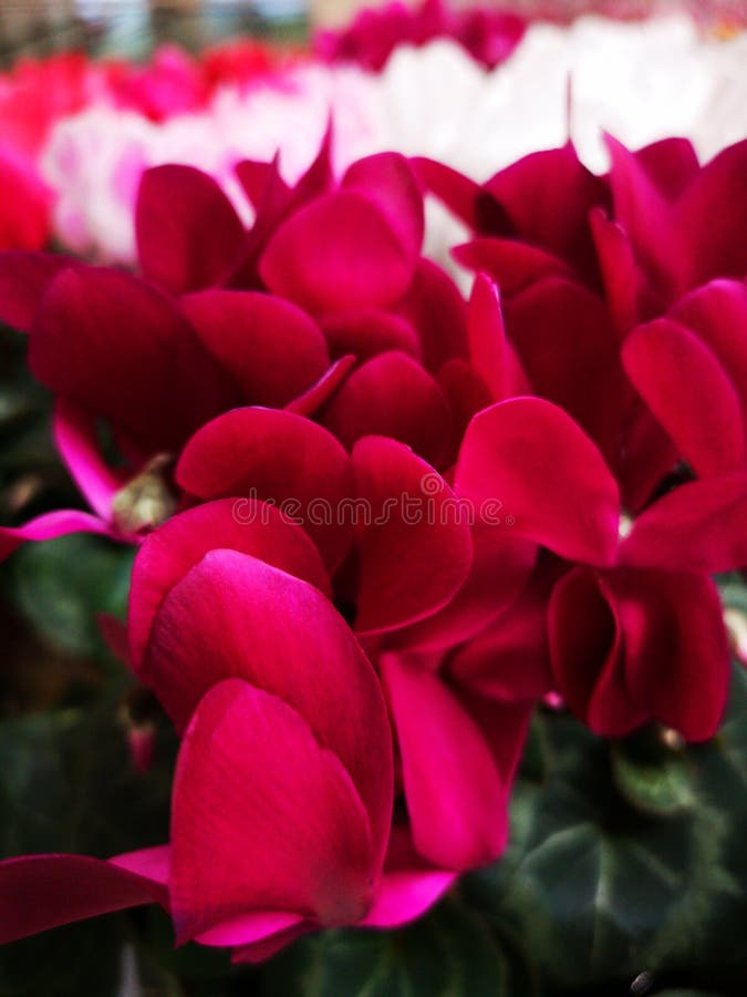 Red and White Cyclamen Rings Stock Photo - Image of white, purple ...