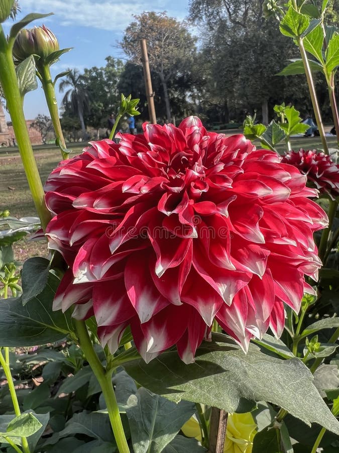 A Red and white Daliah stock photo. Image of green, orange - 271499766