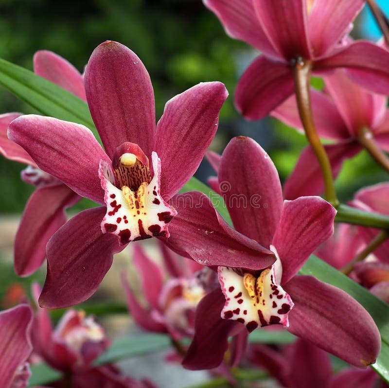 Red and White Dendrobium Orchid Stock Image - Image of bloom, white ...