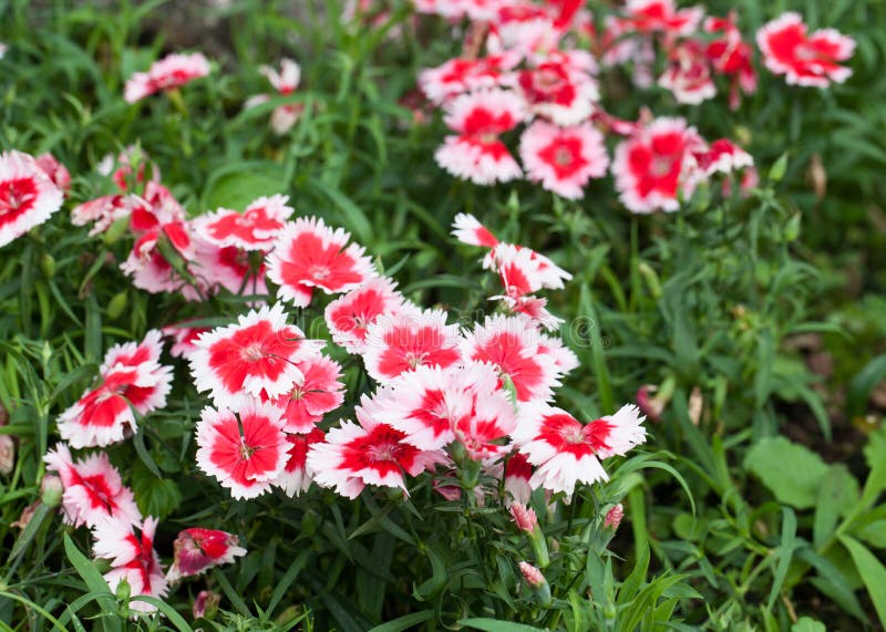 Red White Dianthus Chinensis Flowers Stock Image - Image of cluster ...