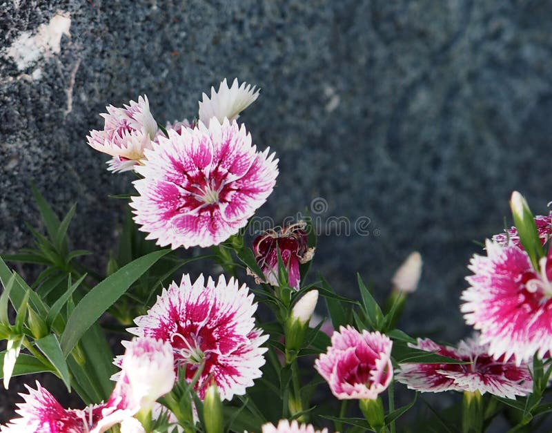 Red and White Dianthus Species in Summer Stock Photo - Image of botany ...
