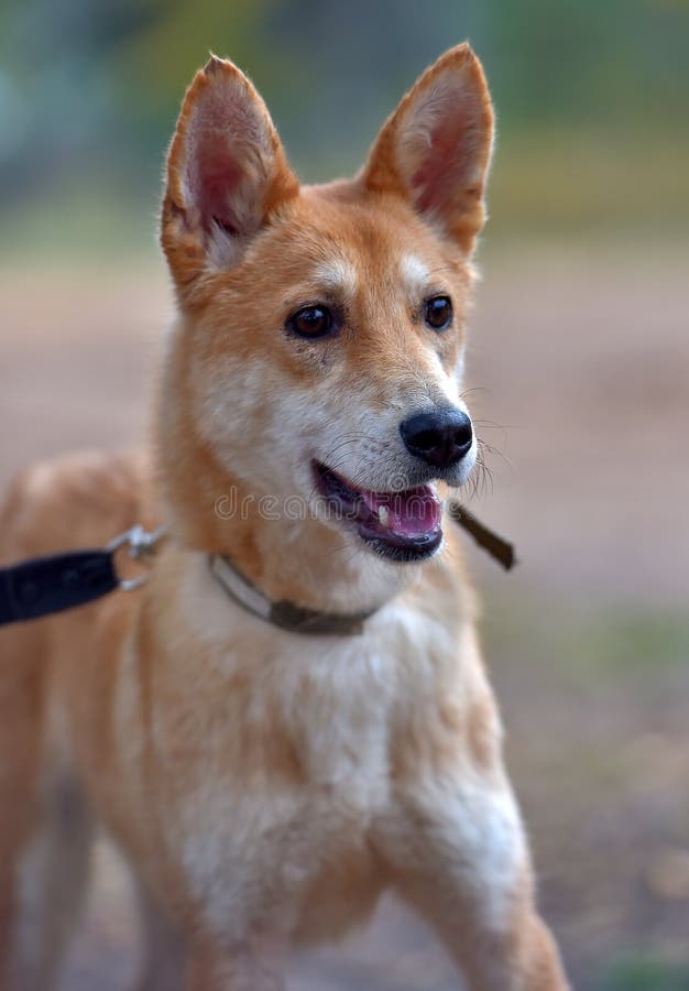 Red and White Dog in an Animal Shelter Stock Photo - Image of head ...