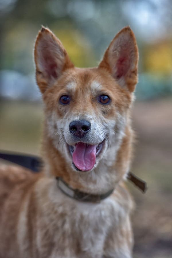 Red and White Dog in an Animal Shelter Stock Image - Image of halfbreed ...