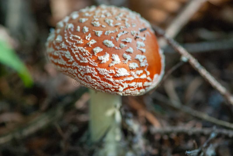 1,597 Red Death Cap Stock Photos - Free & Royalty-Free Stock Photos ...