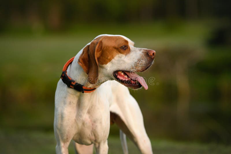 Red and White English Pointer Dog in a Collar Posing Outdoors in Summer ...
