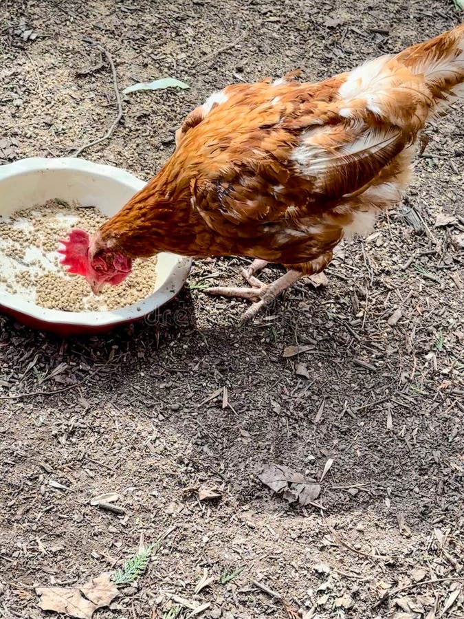 Red and White Feathered Chicken Eating Stock Photo - Image of feathered ...
