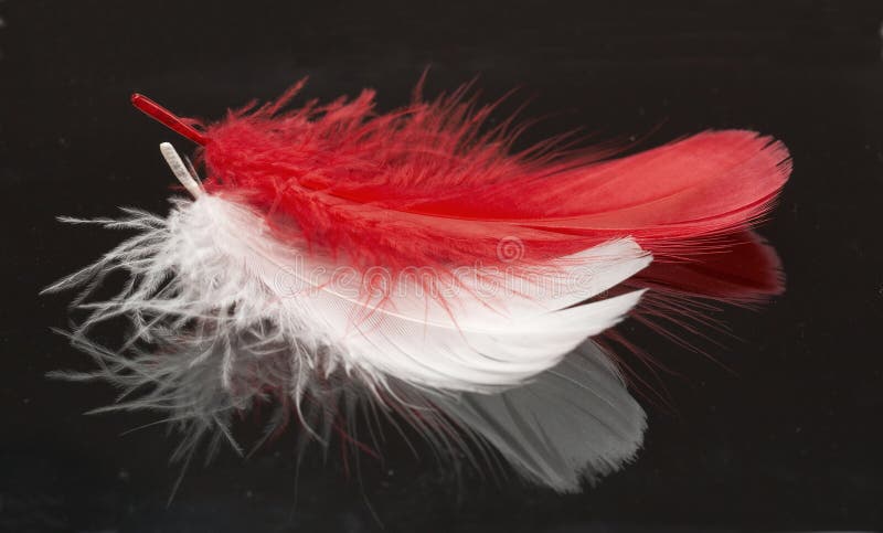 Feather 1 stock photo. Image of concept, texture, elegant - 2050292