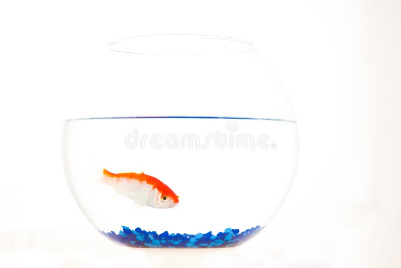 Red and white fish stock photo. Image of close, aquarium - 23691176