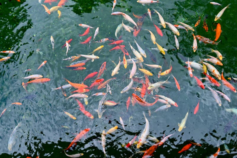 Red and white fish stock image. Image of nature, lake - 256930035