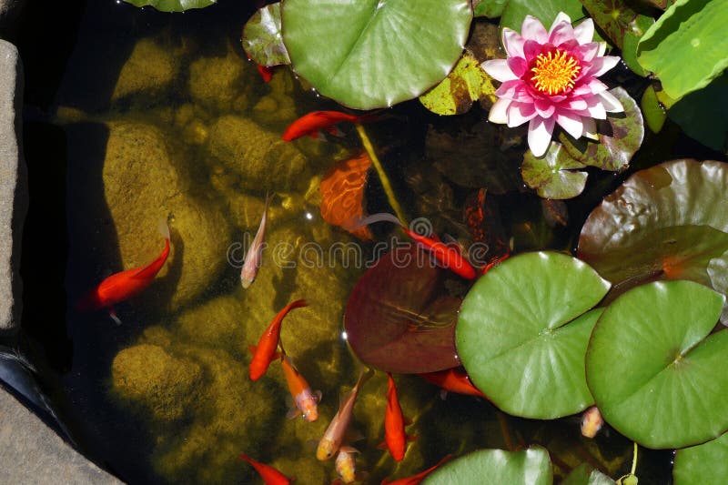 Red and White Fish Swim in a Pond Stock Photo - Image of wildlife, view ...
