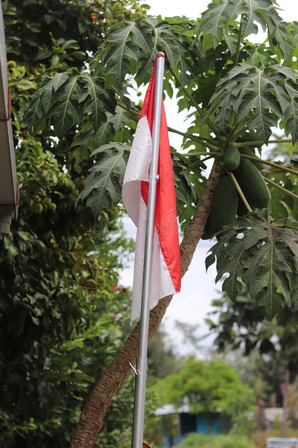 Red and white flag stock image. Image of flower, tree - 228930105