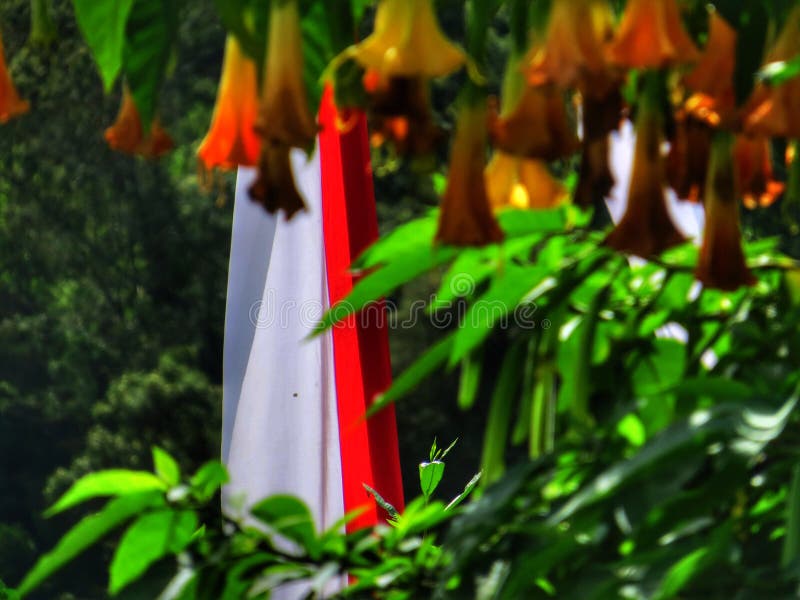 Red and White Flag Behind the Flowers Stock Image - Image of forest ...