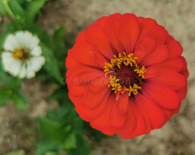 Red and White flower stock photo. Image of wildflower - 205773324