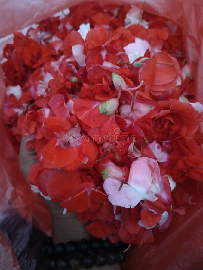 Red and White Flower Earrings, Still Fresh, Suitable for a Grave Stock ...