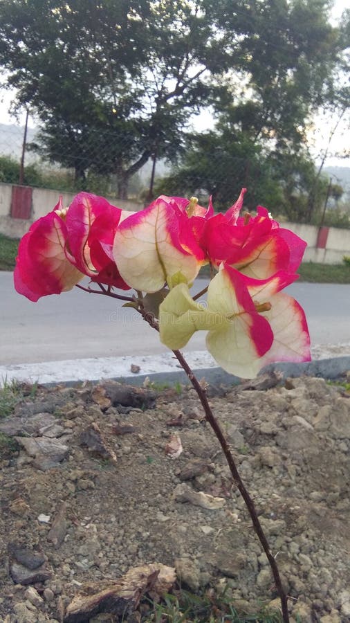 Red White Flower Front of Road Side Stock Image - Image of flower ...