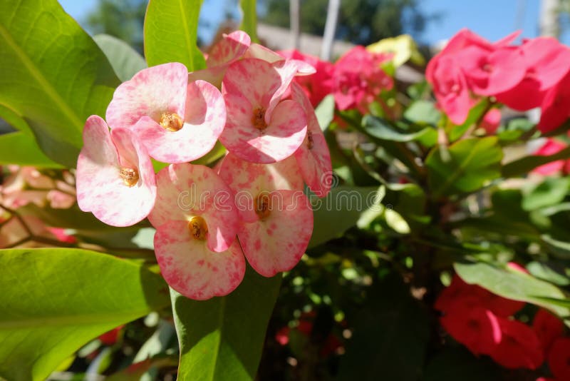 Red and White Flower in Garden. Stock Photo - Image of pink, natural ...