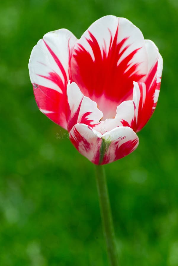 A Red and White Flower with a Green Stem Stock Image - Image of leaf ...
