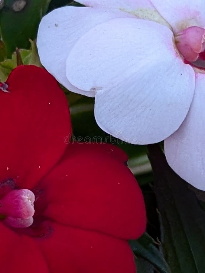 Red and White Flower, Half, Diagonal Stock Photo - Image of white ...
