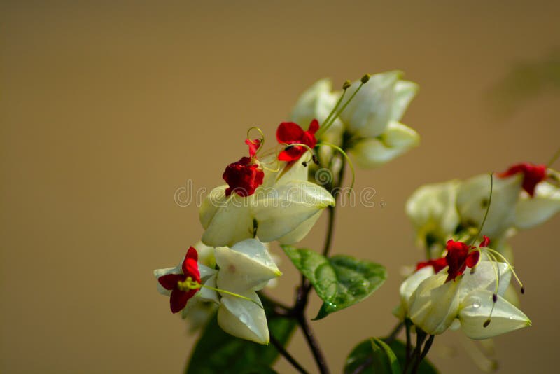 Red white flower stock photo. Image of flower, white - 134703892
