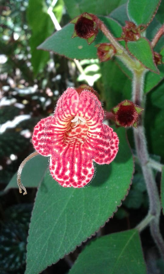 Red white flower stock image. Image of garden, white - 112941941