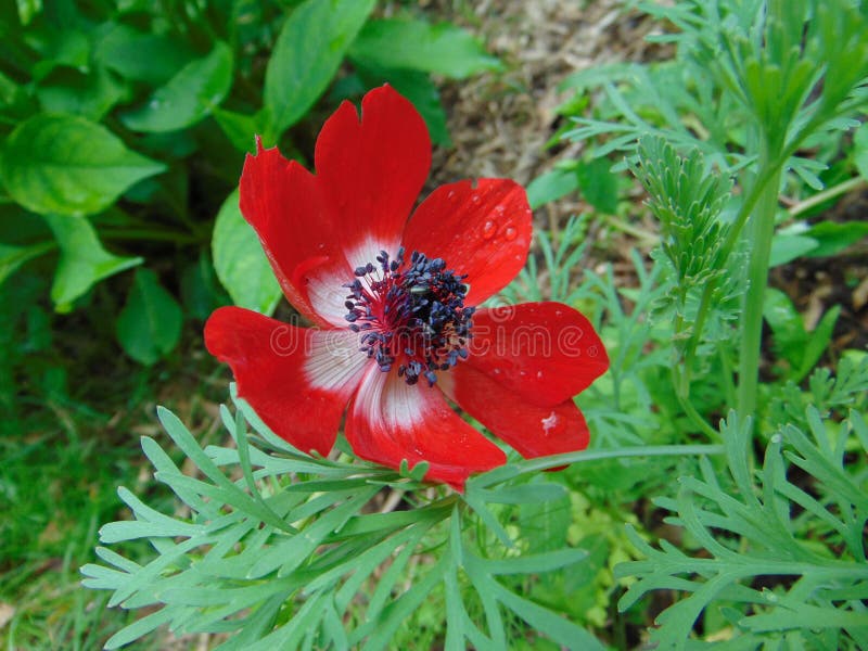 Red and White Flower after Rainy Day Stock Photo - Image of flower ...