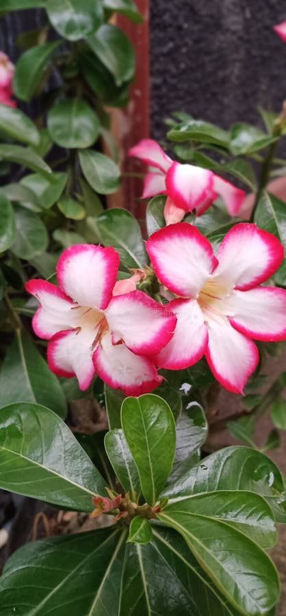 Red and White flower stock photo. Image of shrub, blossom - 211790462
