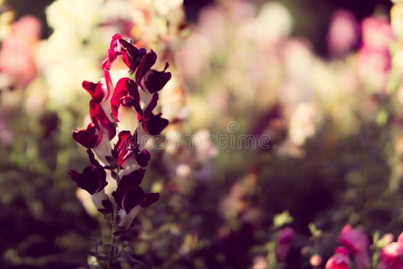 Red and white flower stock image. Image of leaf, beauty - 91921041