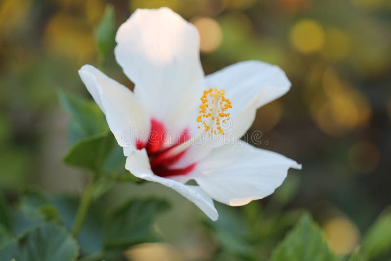 Red white flower stock photo. Image of calm, tree, flores - 81674600