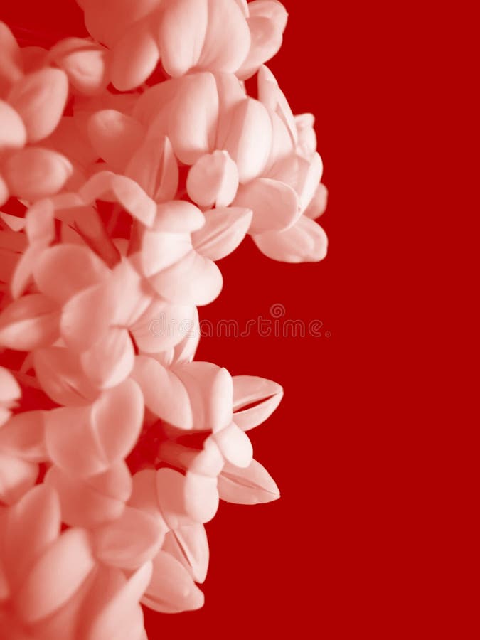 Red and White Flowers stock photo. Image of celebrate - 1098934