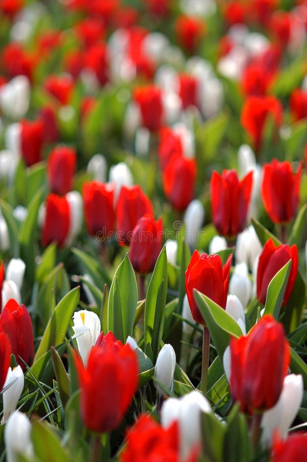Red and white flowers stock photo. Image of holland, spring - 1256514